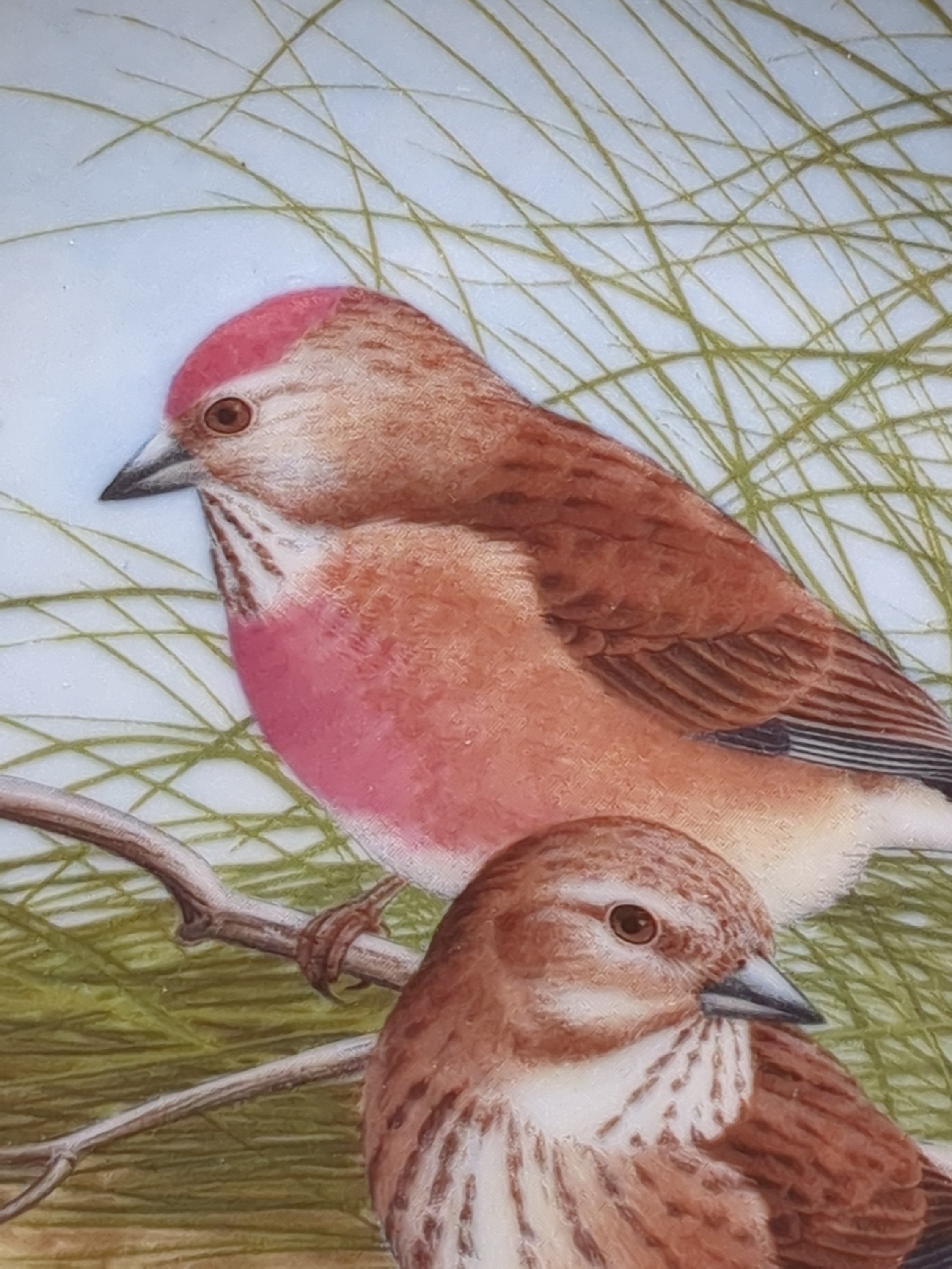 1982 the World's Favorite Songbirds Linnet by Michael James Riddet - Etsy