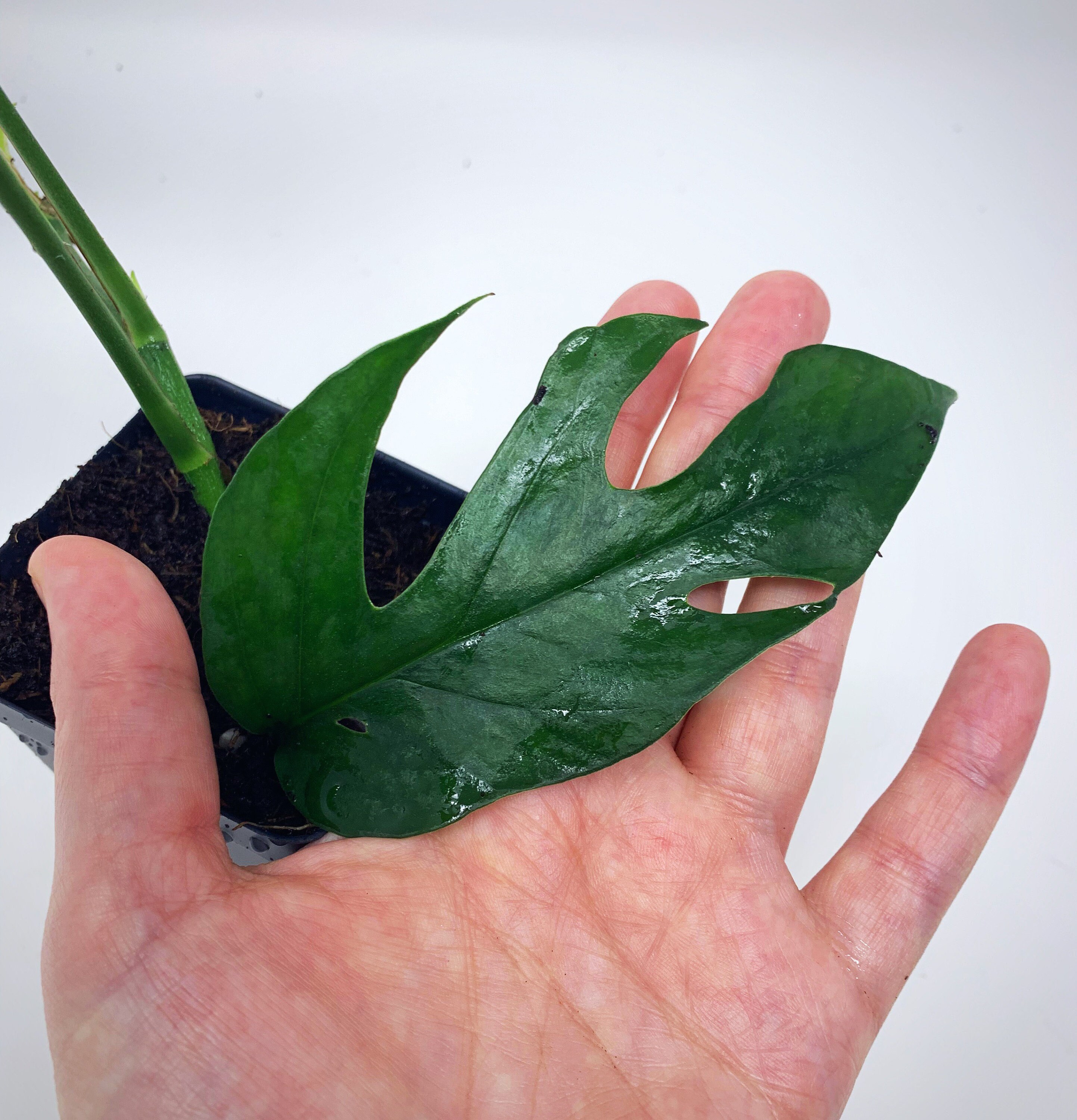 Craft Supplies & Tools Baltic Blue Pothos Baltic Blue Epipremnum ...