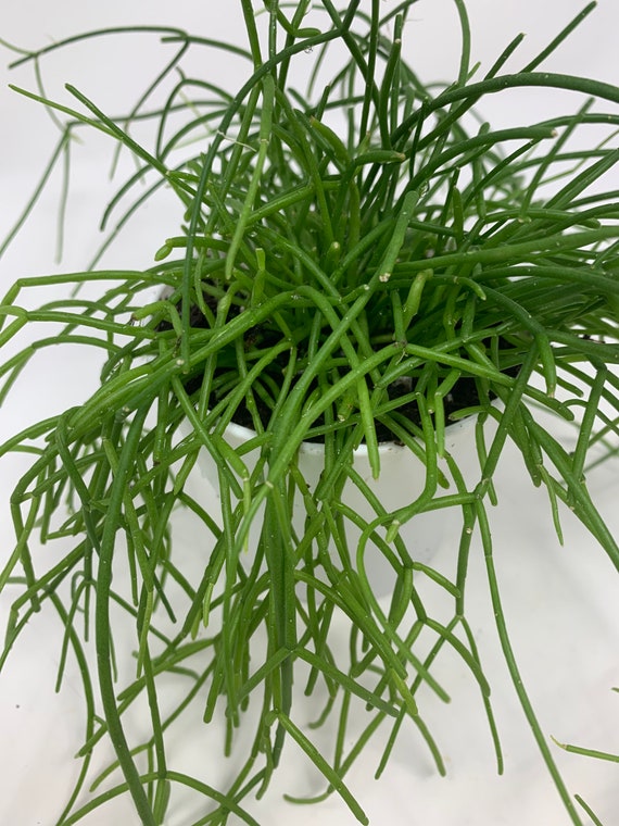 Floral & Garden Crafts Rhipsalis random assortment jungle cactus for ...