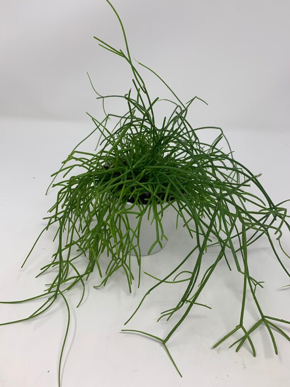 Floral & Garden Crafts Rhipsalis random assortment jungle cactus for ...