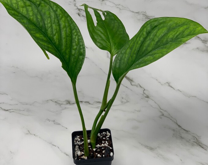 Monstera Pinnatipartita | Rhaphidophora Siam Monstera | US Seller ...