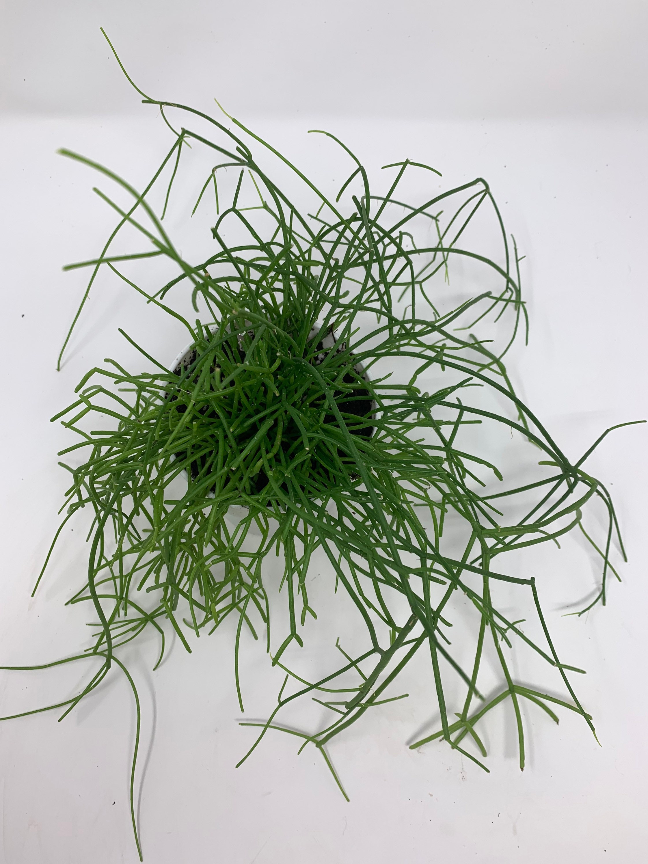 Floral & Garden Crafts Rhipsalis random assortment jungle cactus for ...