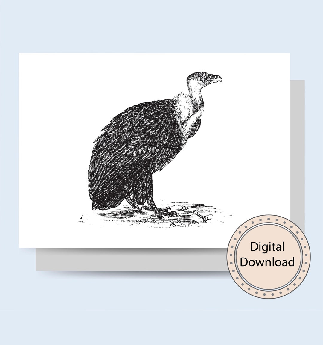 Vintage Vulture Drawing on Printable Card | Vulture Card | DIGITAL ...