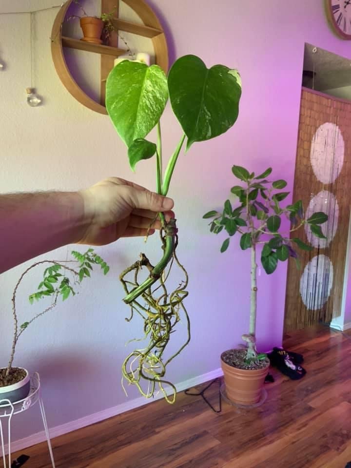 Variegated Monstera Deliciosa Albo - Etsy