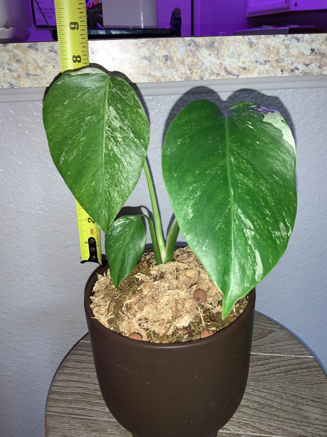 Variegated Monstera Deliciosa Albo - Etsy