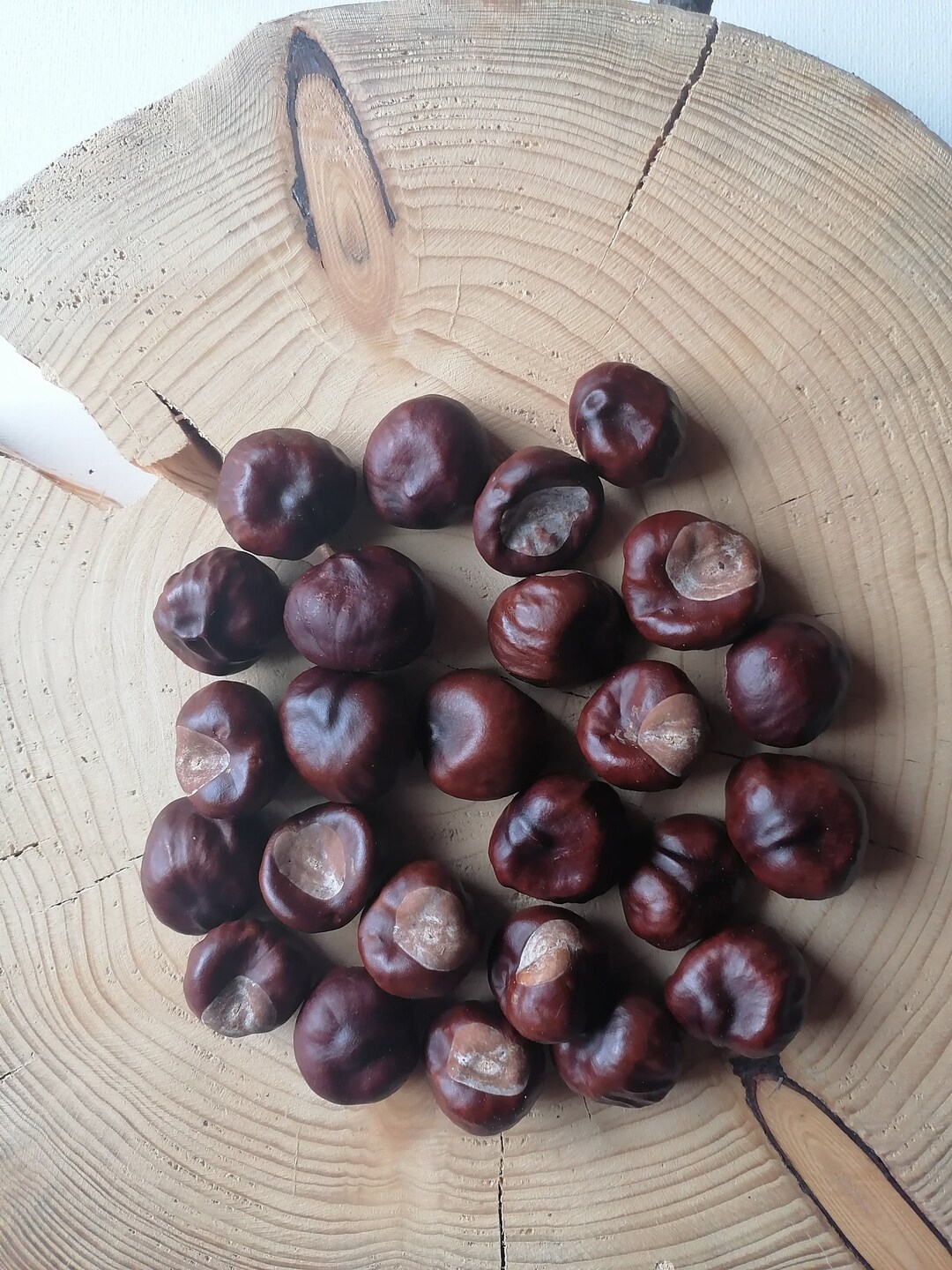 Dried Horse Chestnuts, 25/50 Pcs, Natural, Craft Supplies, Florist's ...