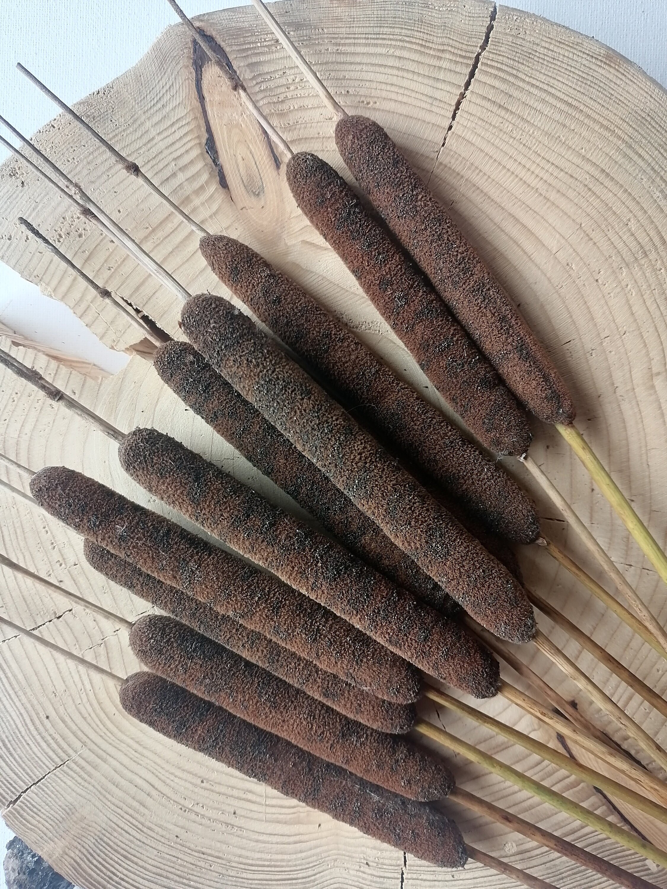 Dried Cattails Jumbo, 6/12 Pcs, Natural, Florist's Supply, Craft ...