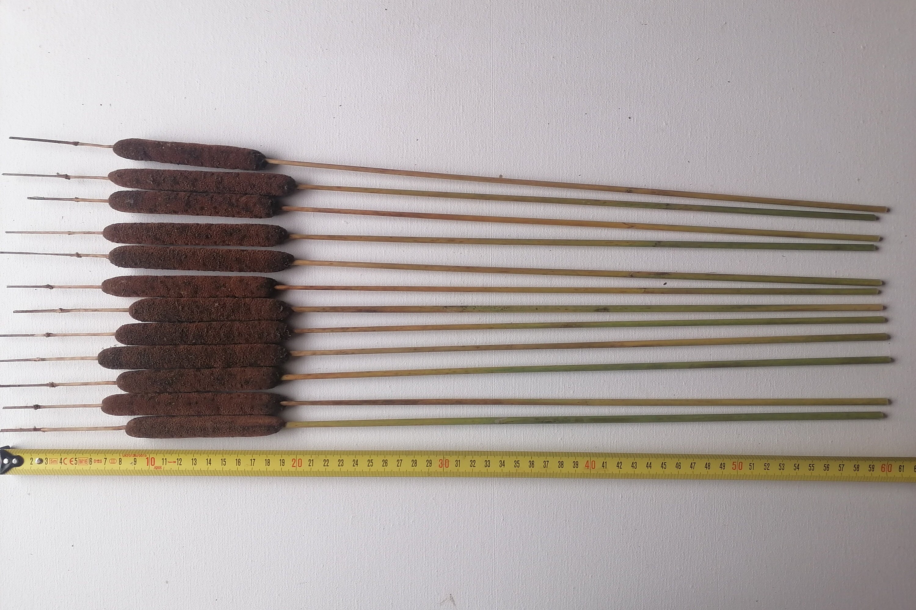 Dried Cattails Jumbo, 6/12 Pcs, Natural, Florist's Supply, Craft ...