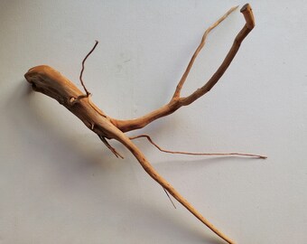 Natural Tree Log, Unique Wood Piece, Home Decor, Wooden Craft, Vivarium ...