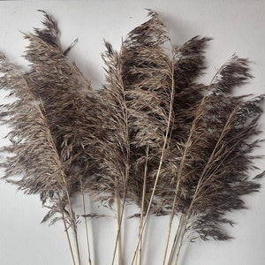 Dried Reeds - Etsy