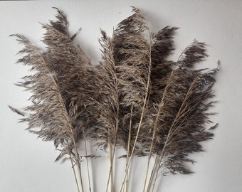 Dried Reeds - Etsy
