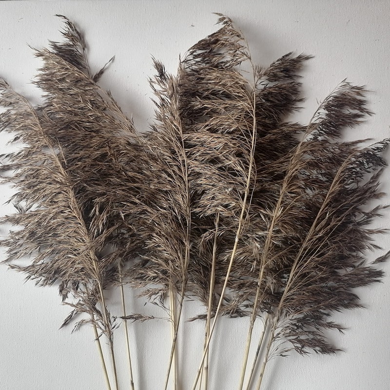 Dried Reeds - Etsy