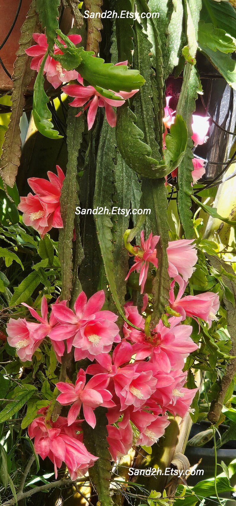 Pink Epiphyllum Cactus Blooming _ Digital Download _ Wall Arts - Etsy