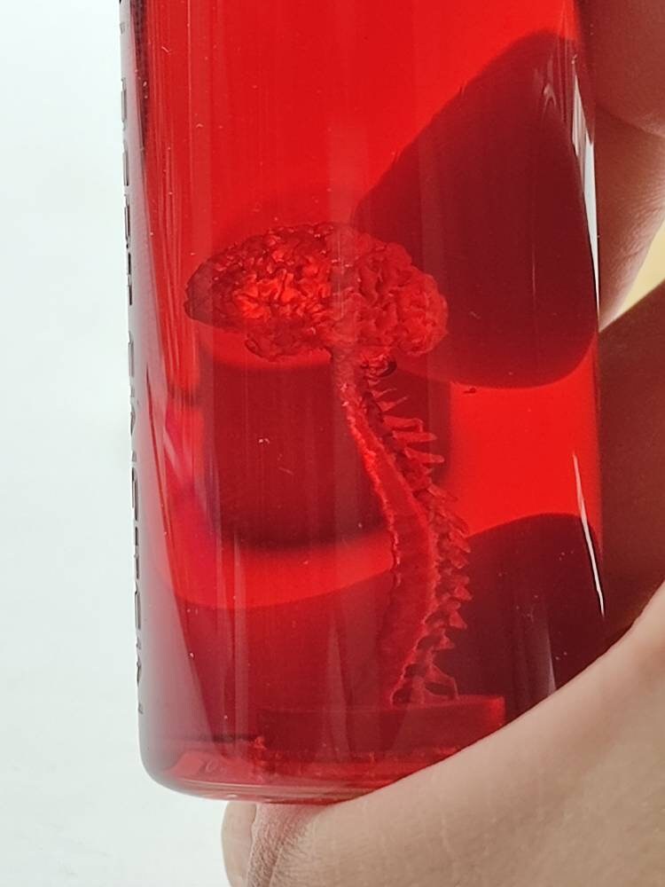 Albert Einstein Prop Brain light Stand Not Included - Etsy