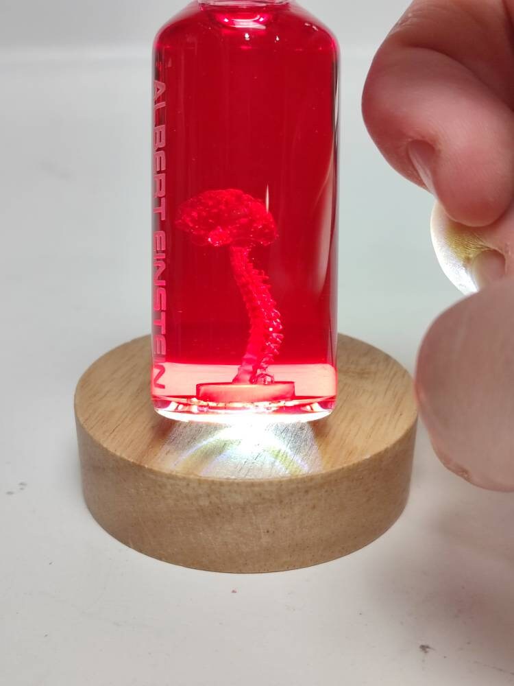 Albert Einstein Prop Brain light Stand Not Included - Etsy