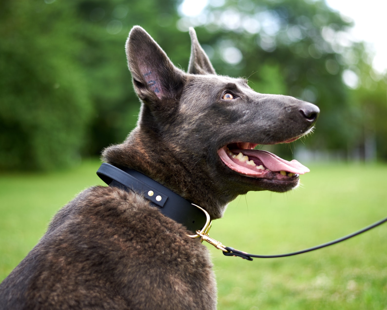 1-1/2 Waterproof Biothane Collar With Handle: Dock - Etsy