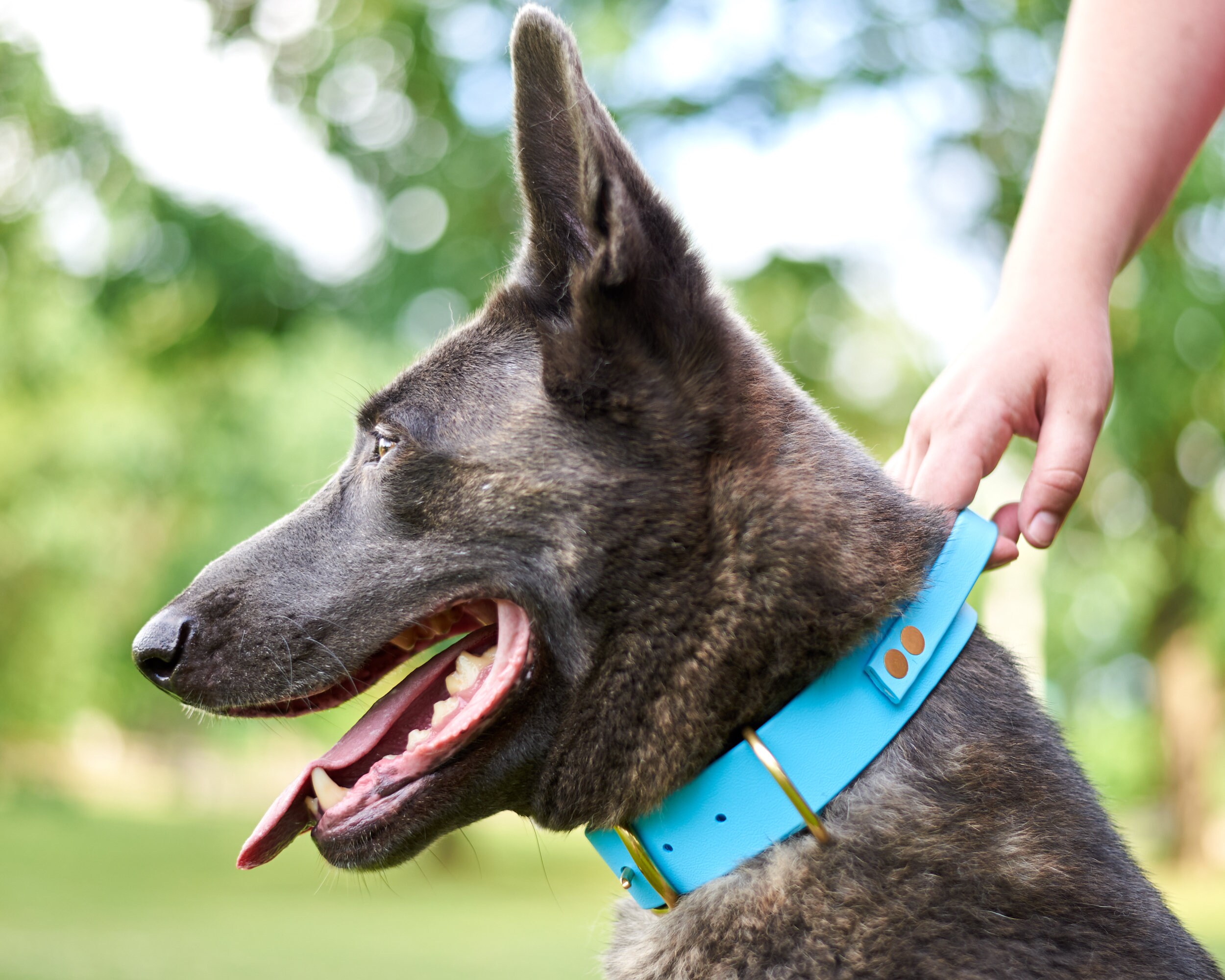 1-1/2 Waterproof Biothane Collar With Handle: Dock - Etsy