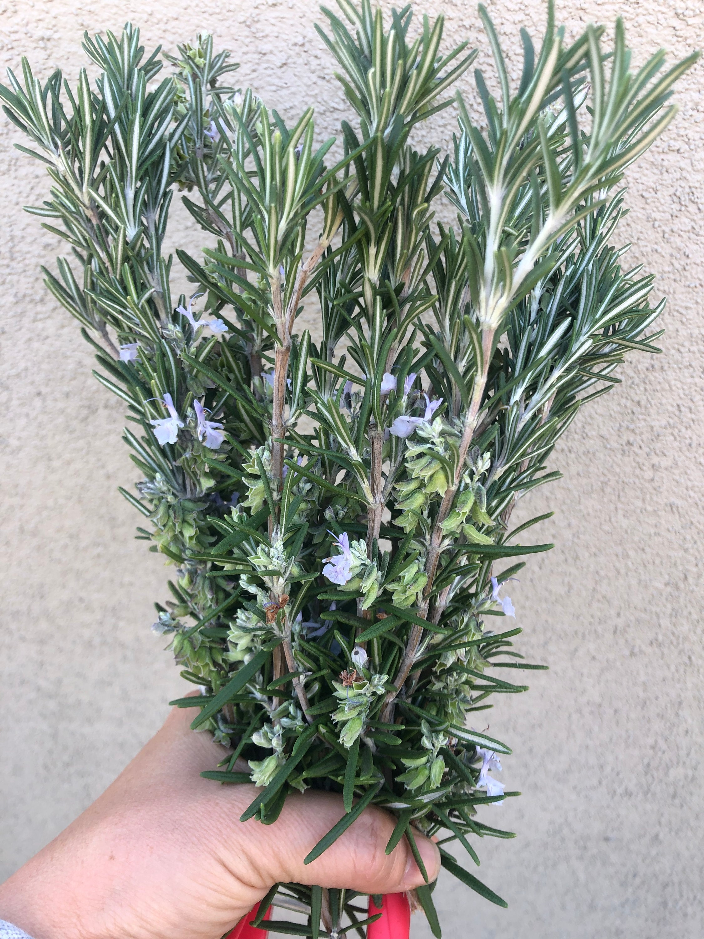 12 Fresh Organic ROSEMARY Sprigs 8” to 10” - Etsy