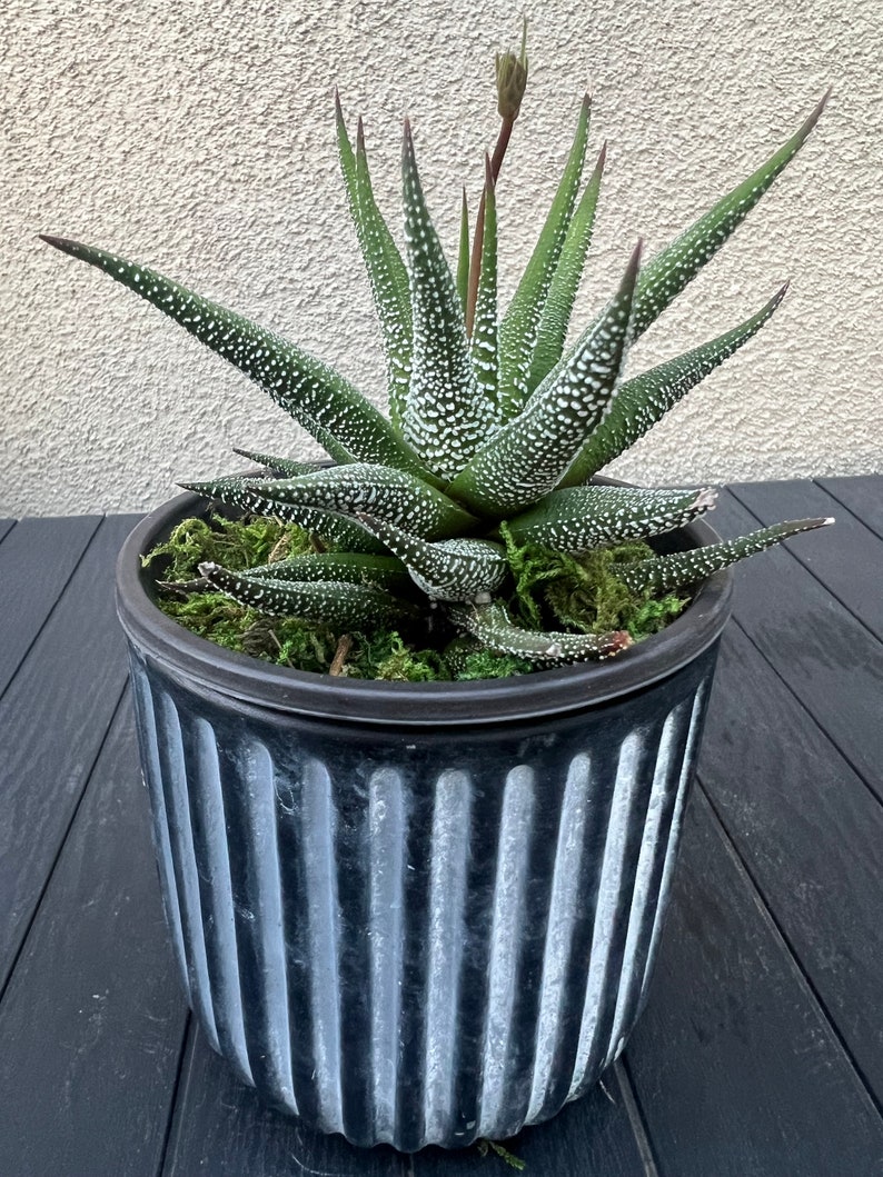 Live Blooming Zebra Haworthia /hankey Dwarf Aloe Succulent Plant ...