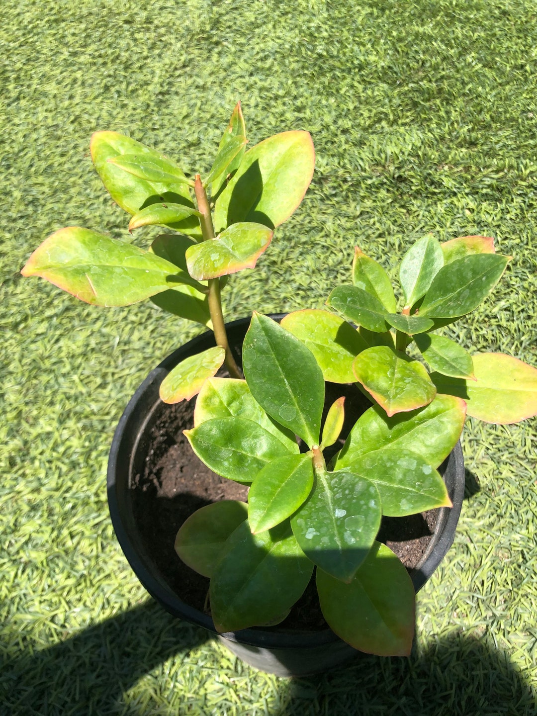 3 Live Talinum Paniculatum Plants ( Ginseng Jawa Plants) ( 土人参，人参菜） - Etsy