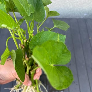 12 Organic Naruto-kintoki Japanese Yellow Flesh Sweet Potato Plant ...
