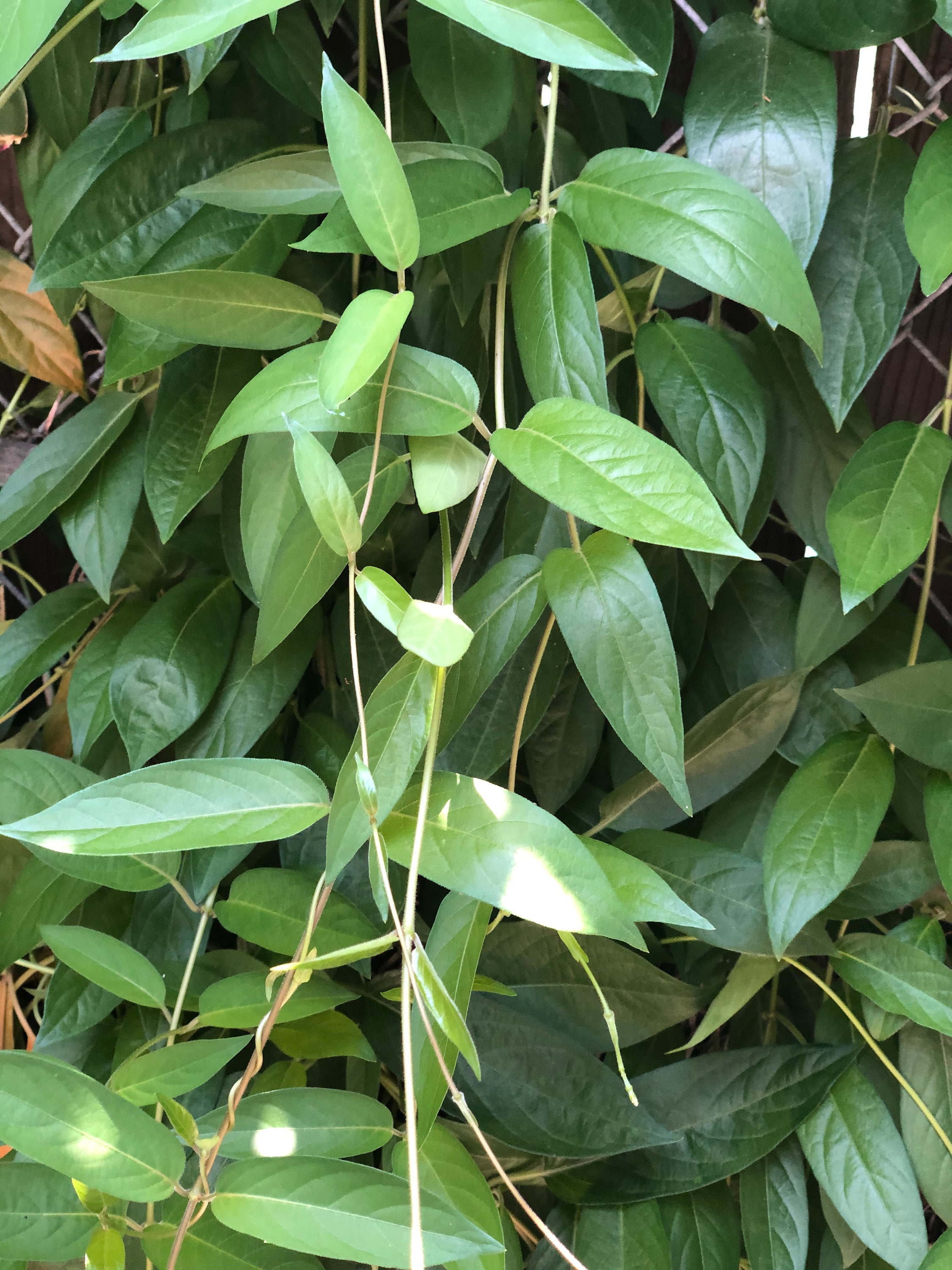 File:Arya Tiliacora Triandra On Polyscias Fruticosa Tree Kukusan Timur ...