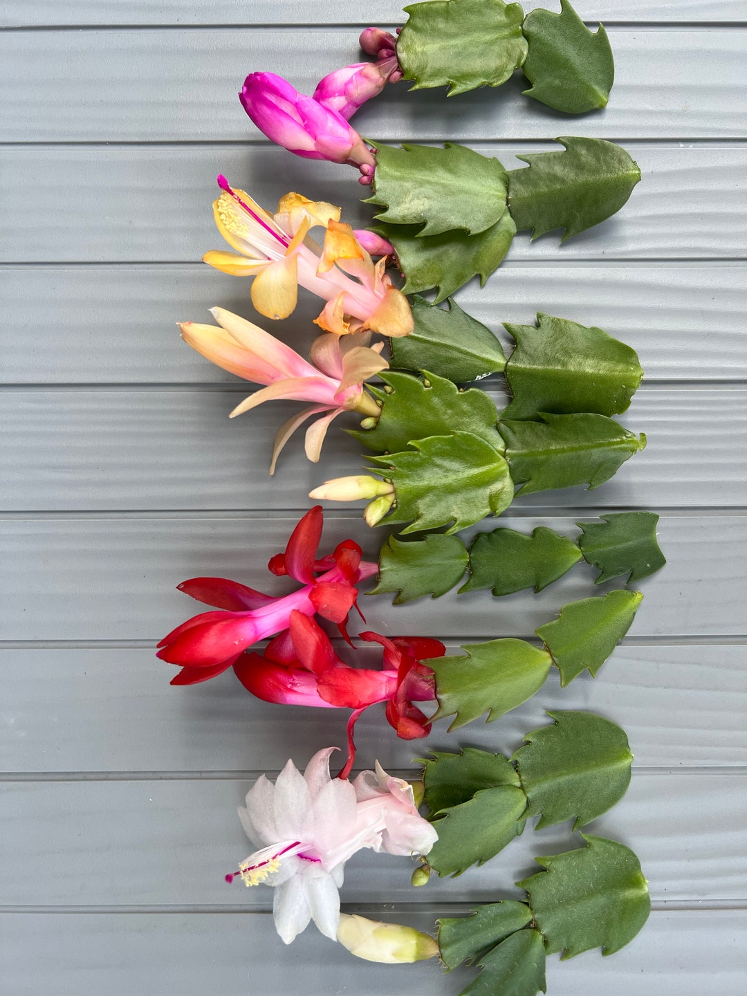 8 Mix Colors of Thanksgiving Cactus Cuttings for Propagation - Etsy