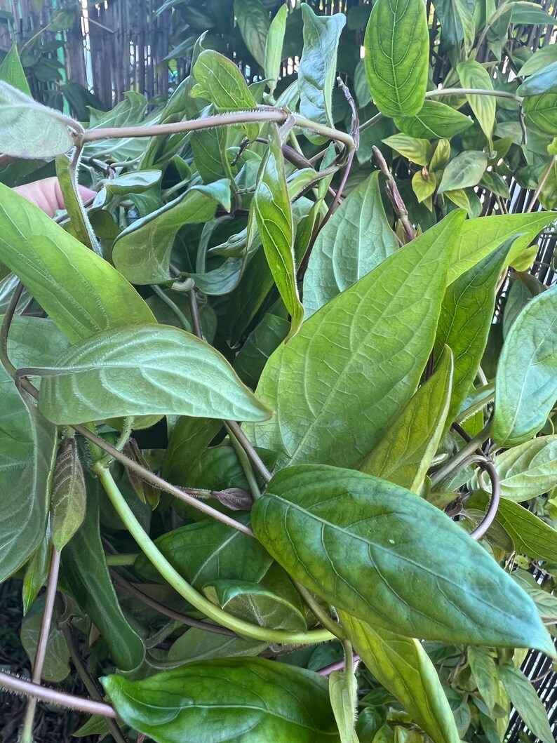 Organic Paederia Foetida/ Skunk Vine/ 乌芹藤 Leaves - Etsy