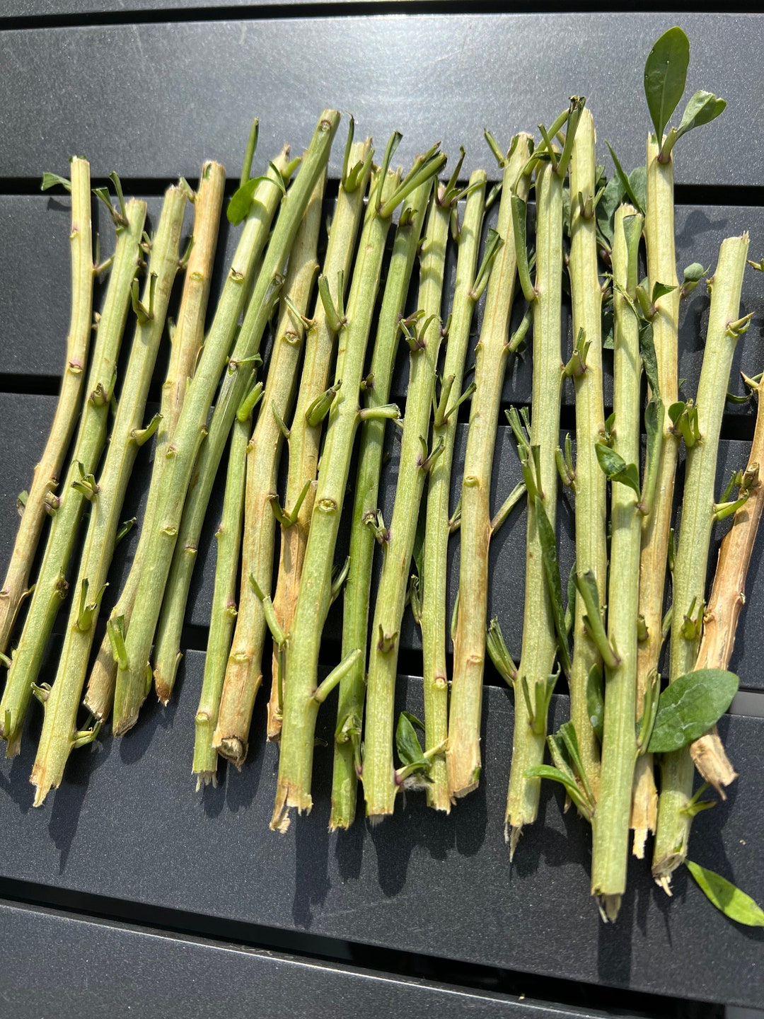 20 Goji Leaves Plant Cuttings for Propagation/ 枸杞菜 - Etsy