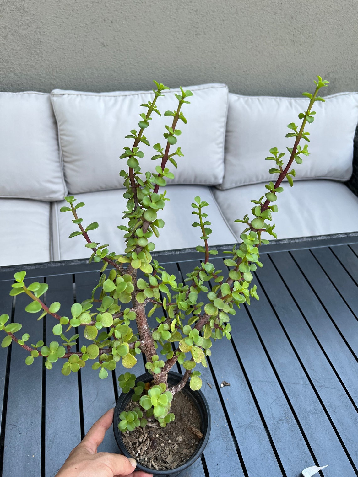 Large Elephant Bush/ Dwarf Jade Plant - Etsy