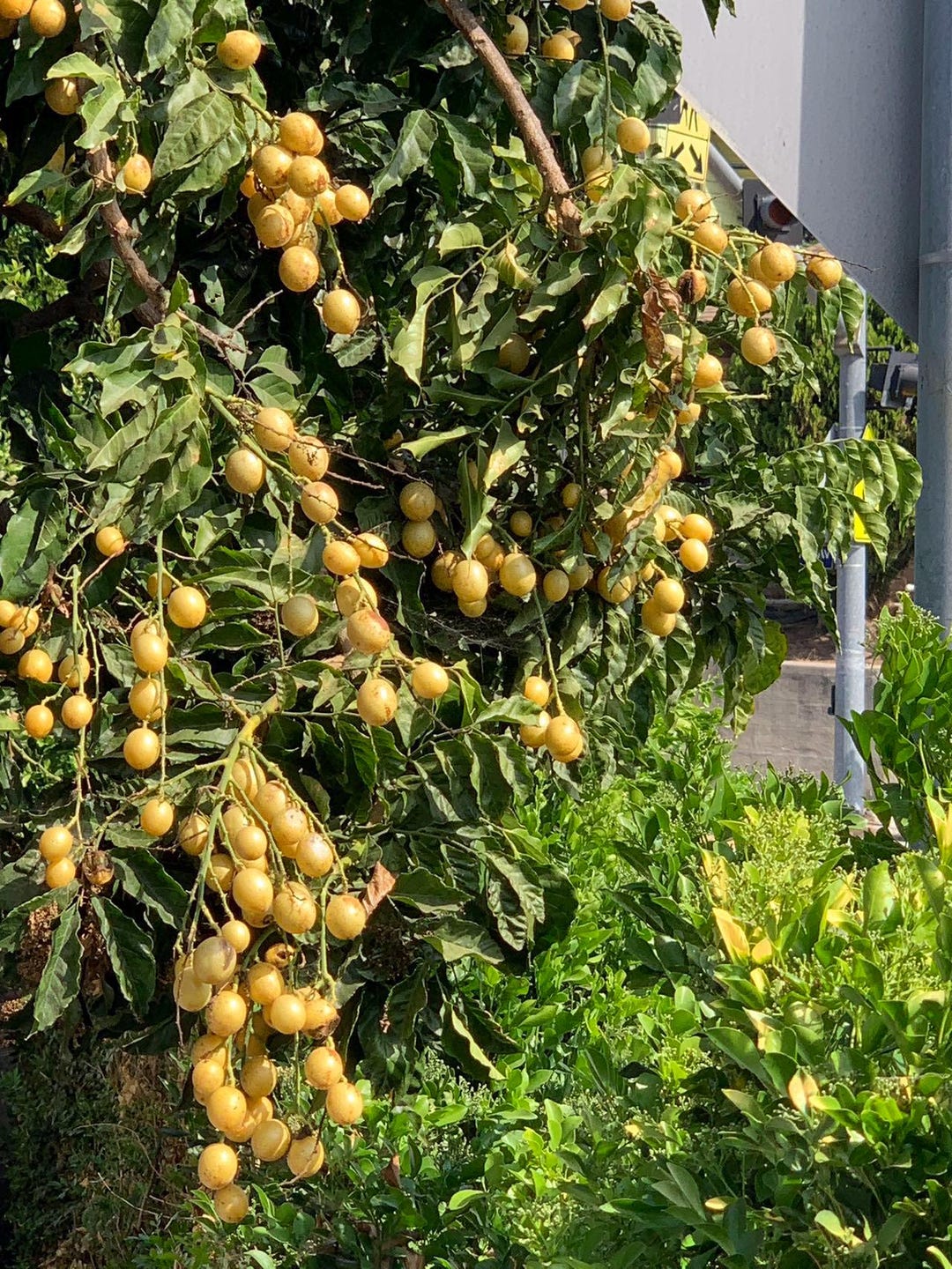 Organic Wampee Tropical Fruit Tree 黄皮 - Etsy