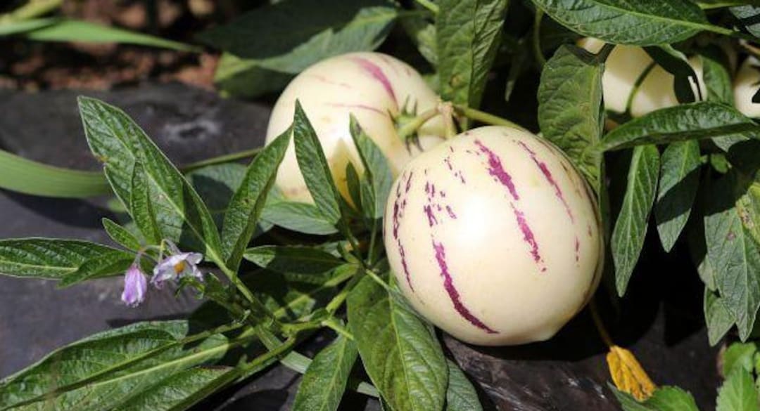 2 Organic Pepino Melon Fruit Tree Live Plants - Etsy