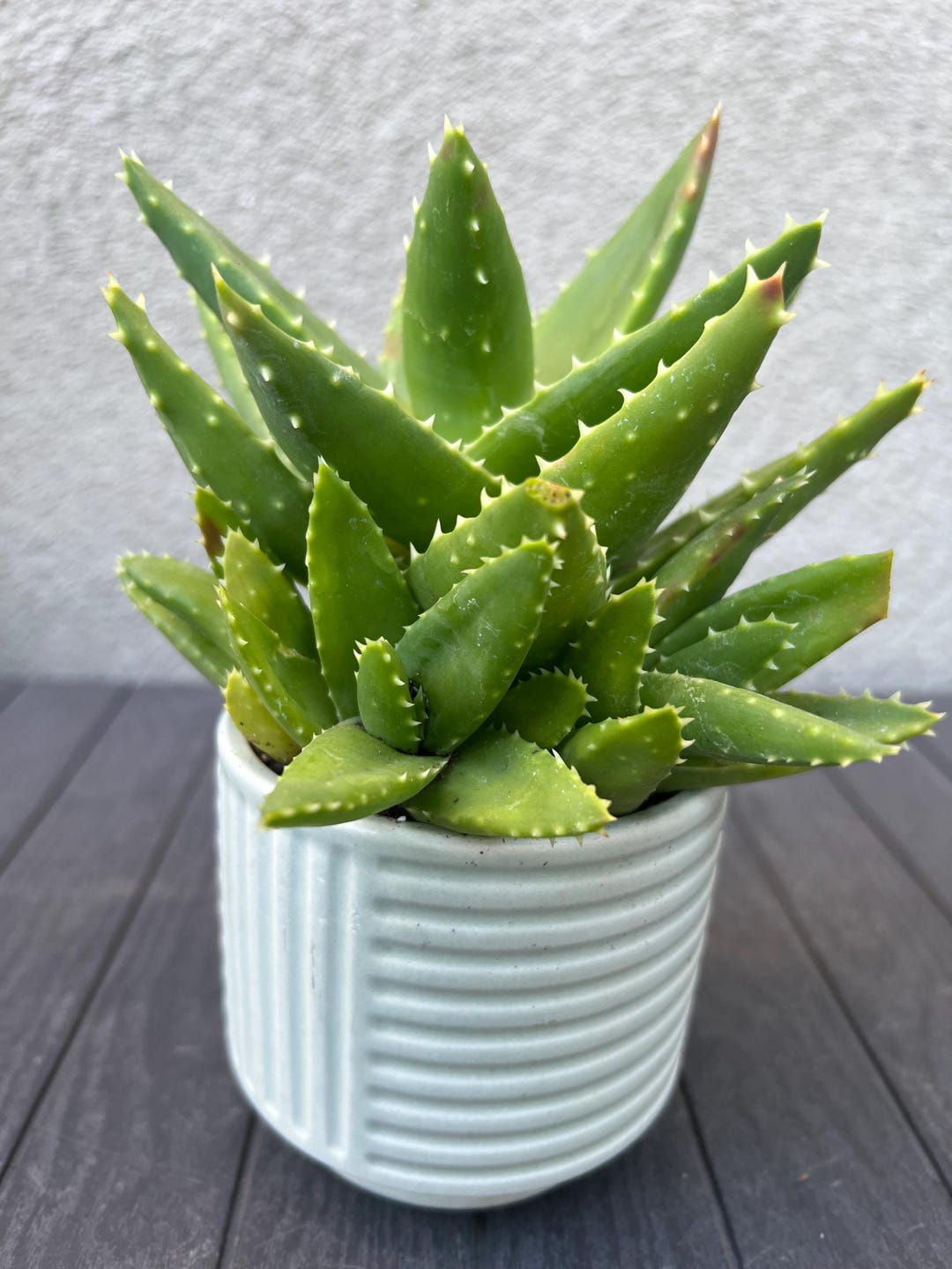 Mitre Aloe Plant Growing in 4” Pot - Etsy