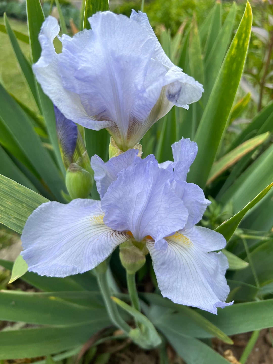 2 Light Blue Bearded Iris Plants - Etsy