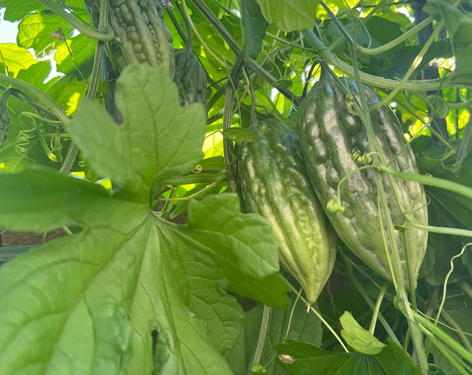 3 Lbs Fresh Picked Organic Bitter Melon - Etsy