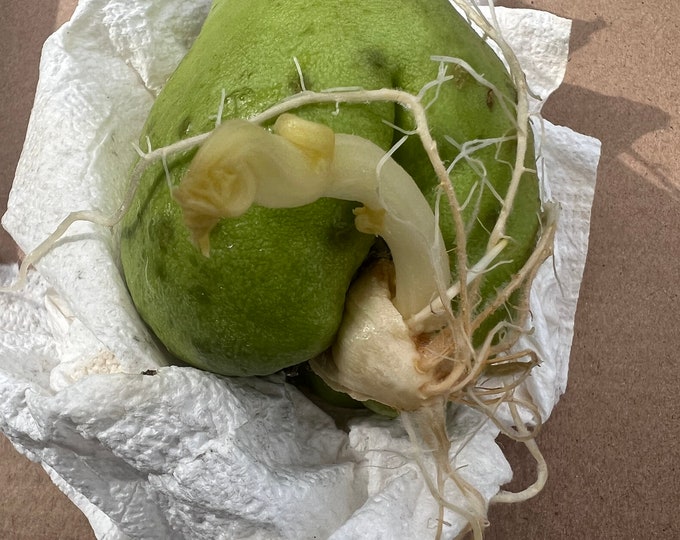 Well Rooted Chayote Squash Seeds - Etsy