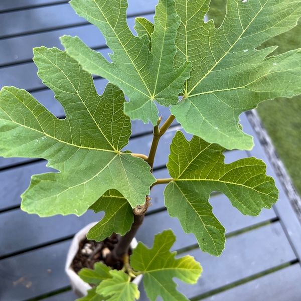 Smith Fig Tree - Etsy