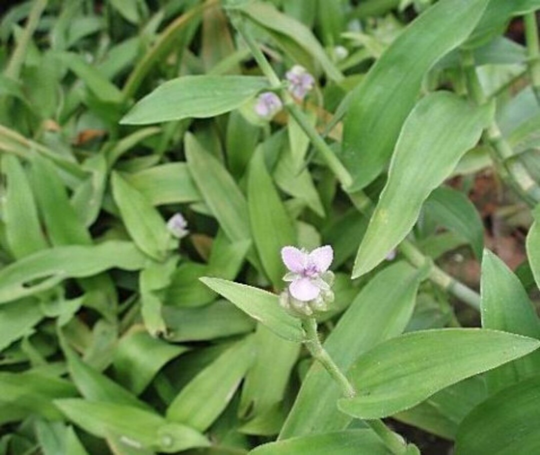Live Organic Beijing Grass Herb/ Grass Angels/ Longevity - Etsy