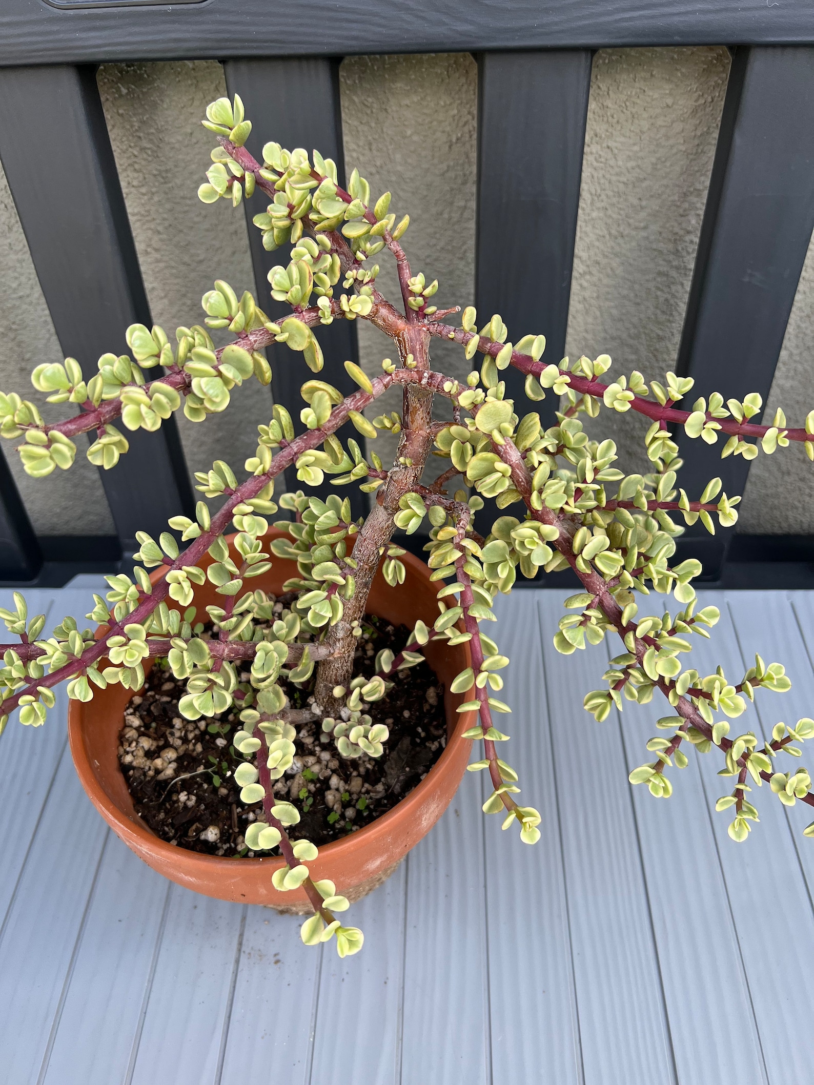 Large Rainbow Elephant Bush Plant - Etsy