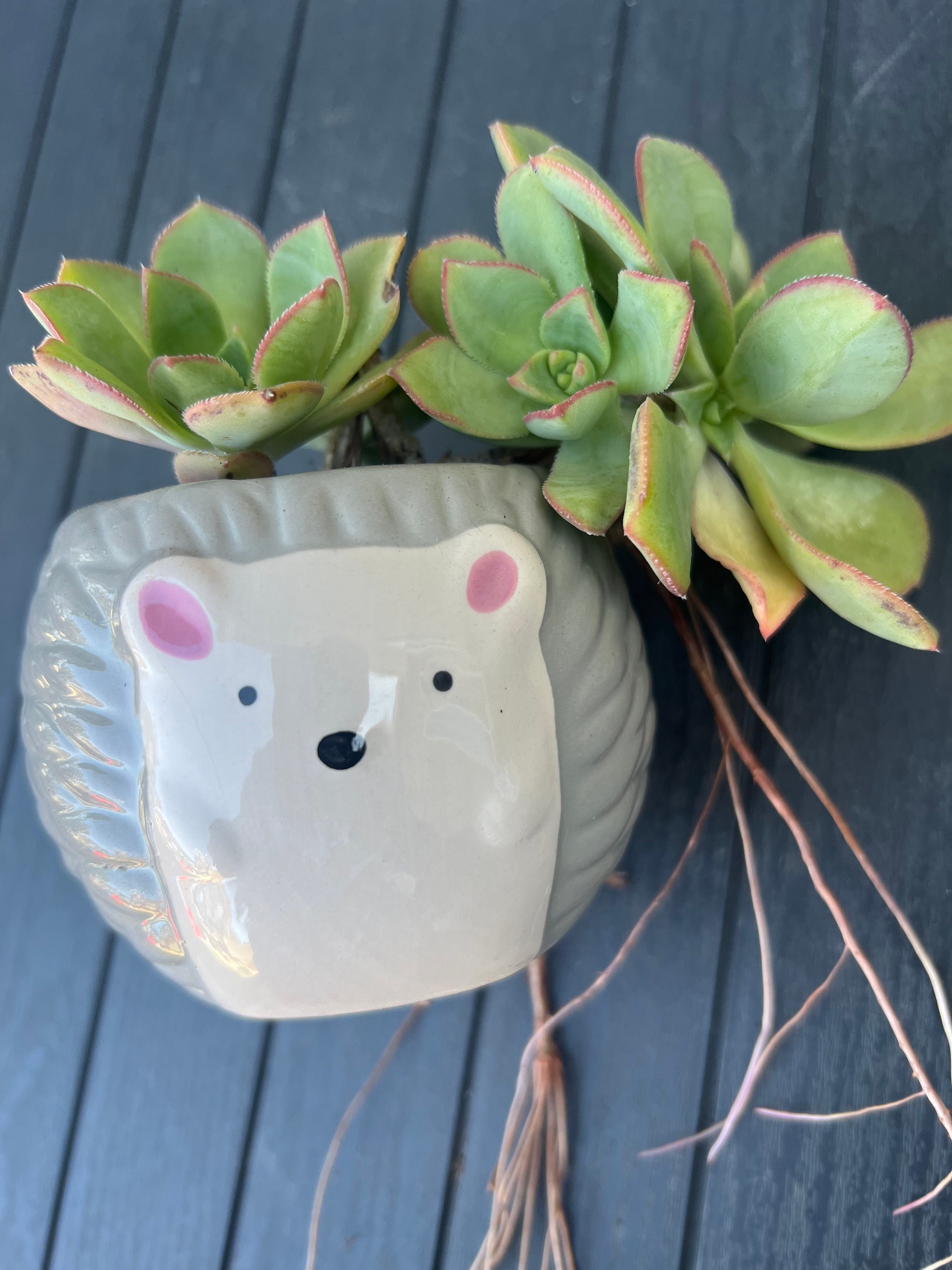 Haworths Aeonium/ Pinwheel Plants Succulent Arrangement With Cute ...