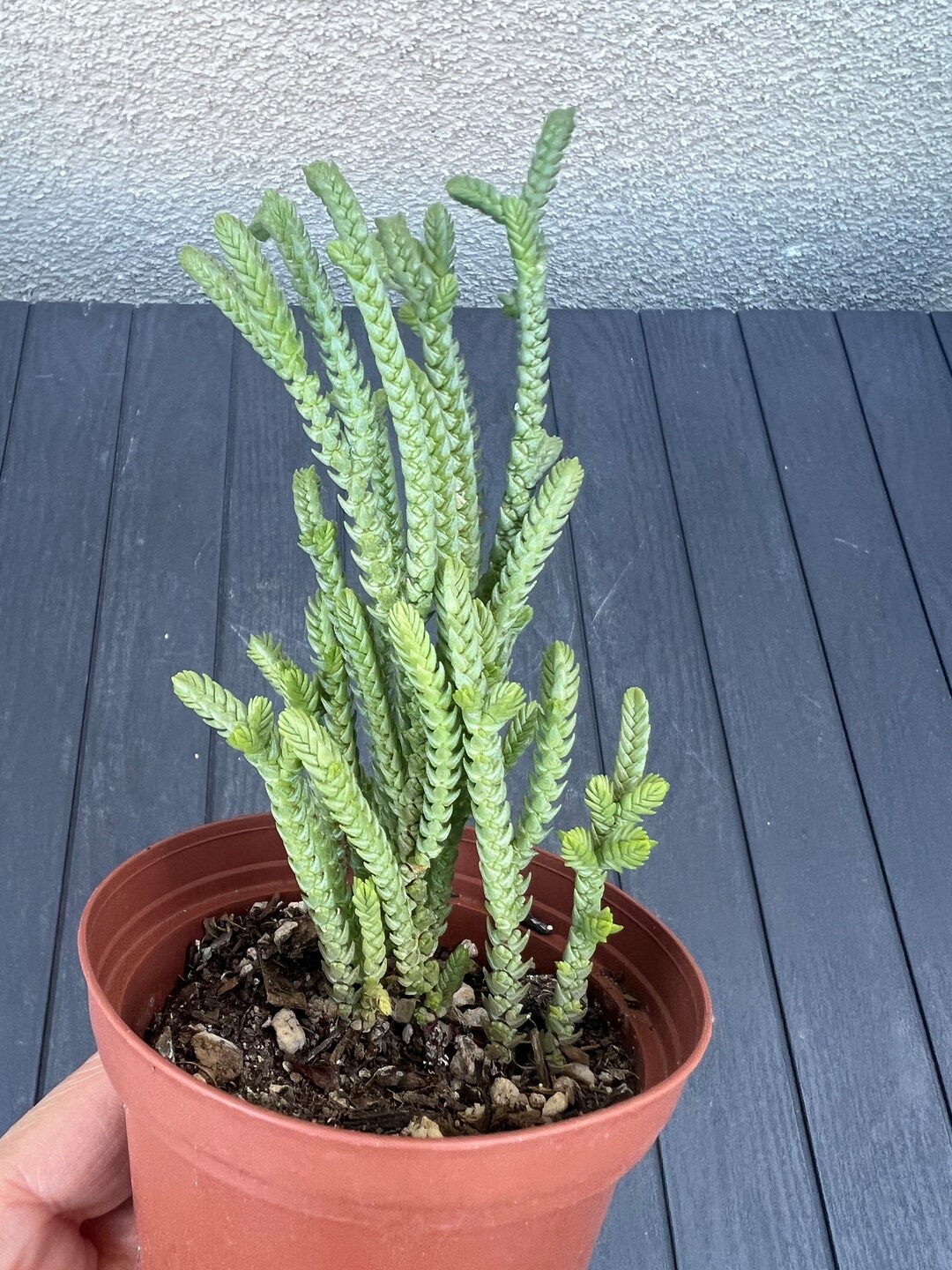 Watch Chain Plant 4” to 5” Tall in 2” Pot - Etsy