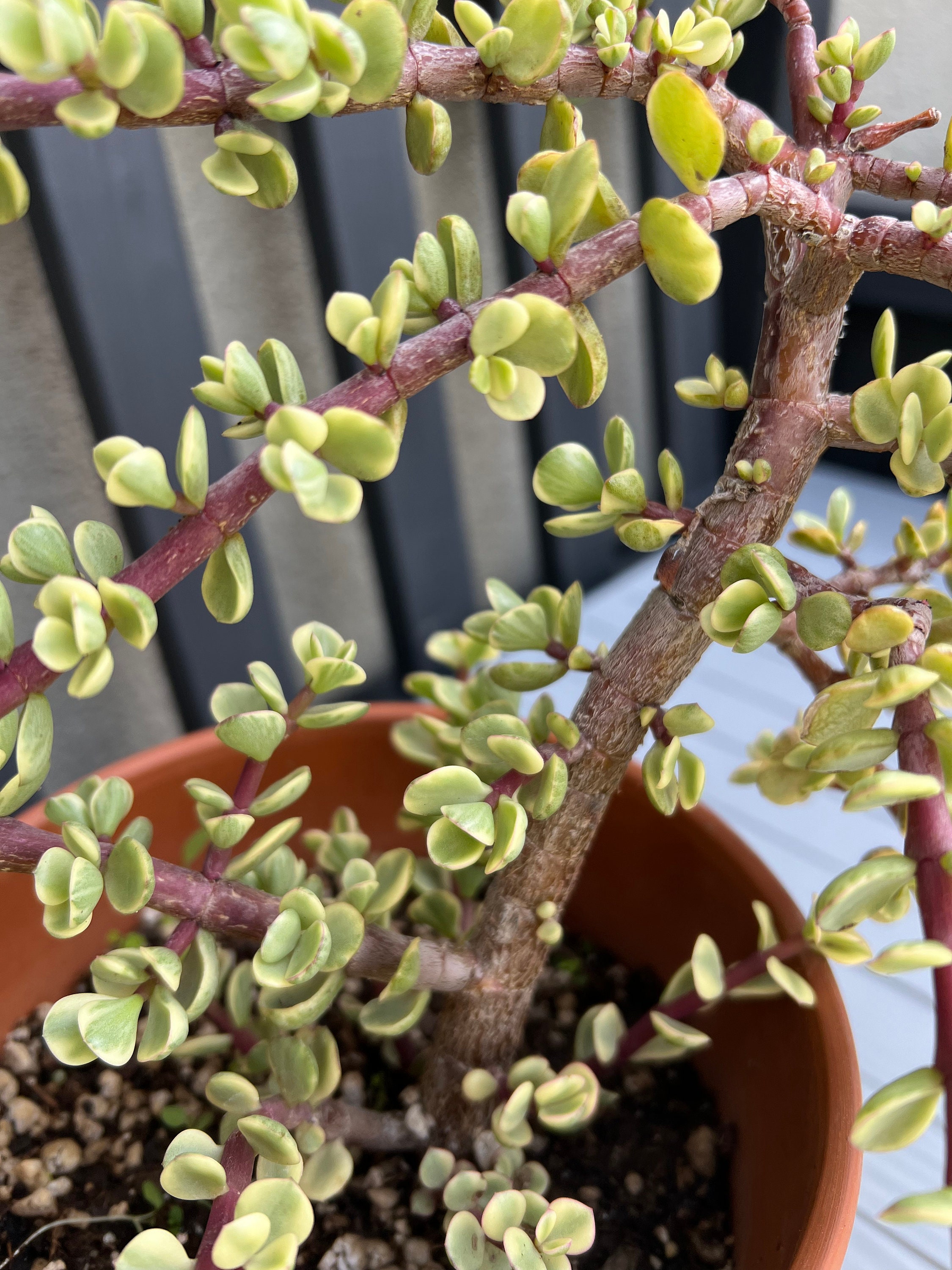 Large Rainbow Elephant Bush Plant - Etsy