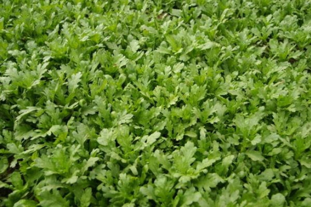 200 Tonghao Seeds/茼蒿/glebionis Cornonarium/crowdaisy Seeds - Etsy