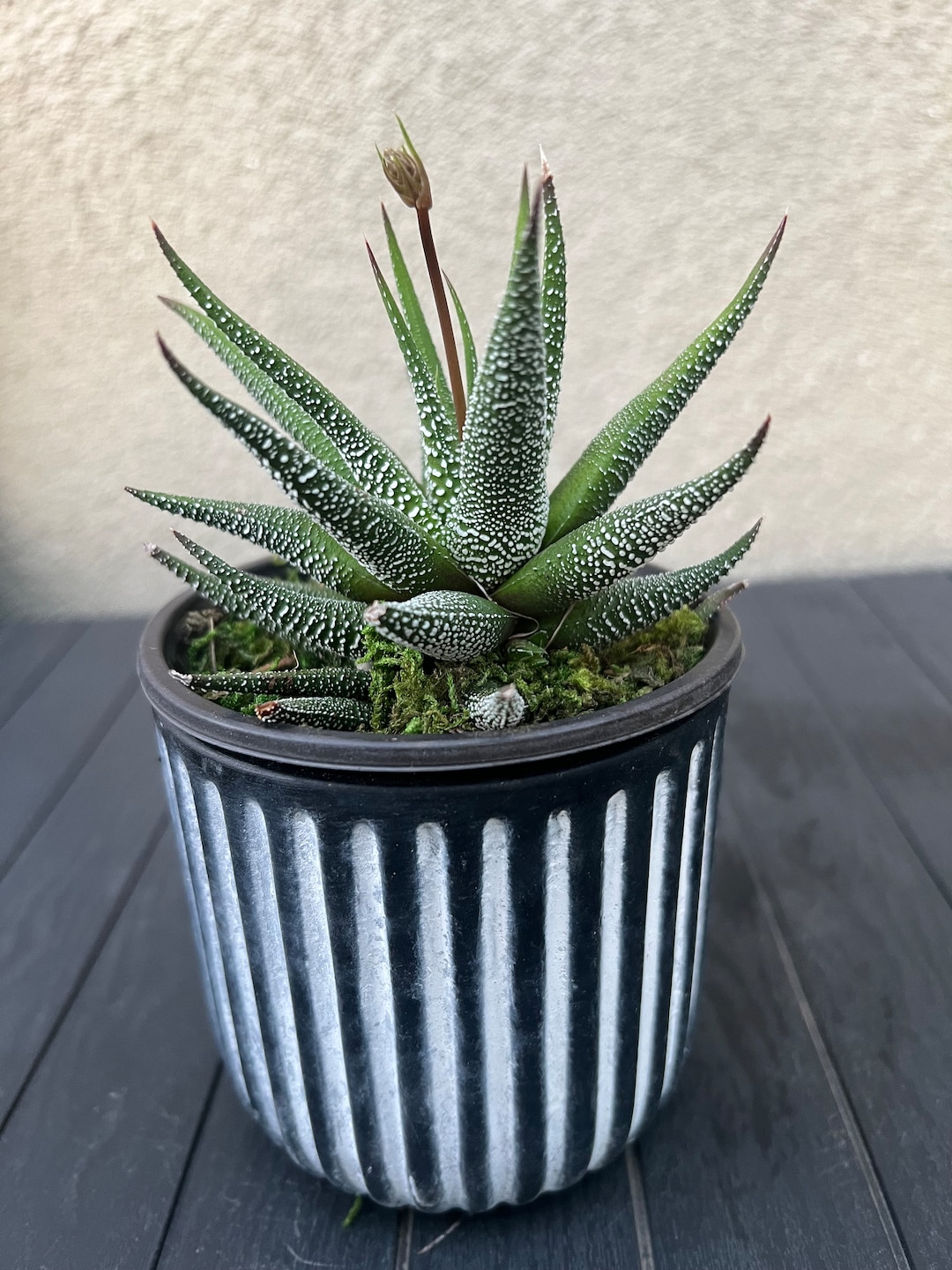 Live Blooming Zebra Haworthia /hankey Dwarf Aloe Succulent Plant ...