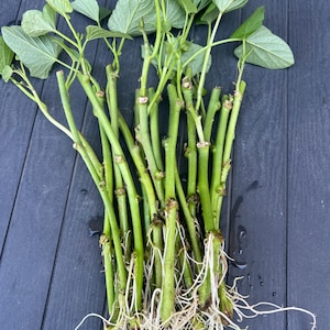 12 Organic Naruto-kintoki Japanese Yellow Flesh Sweet Potato Plant ...