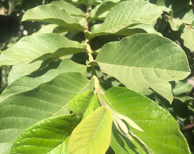 30 Fresh Guava Leaves From Southern California - Etsy