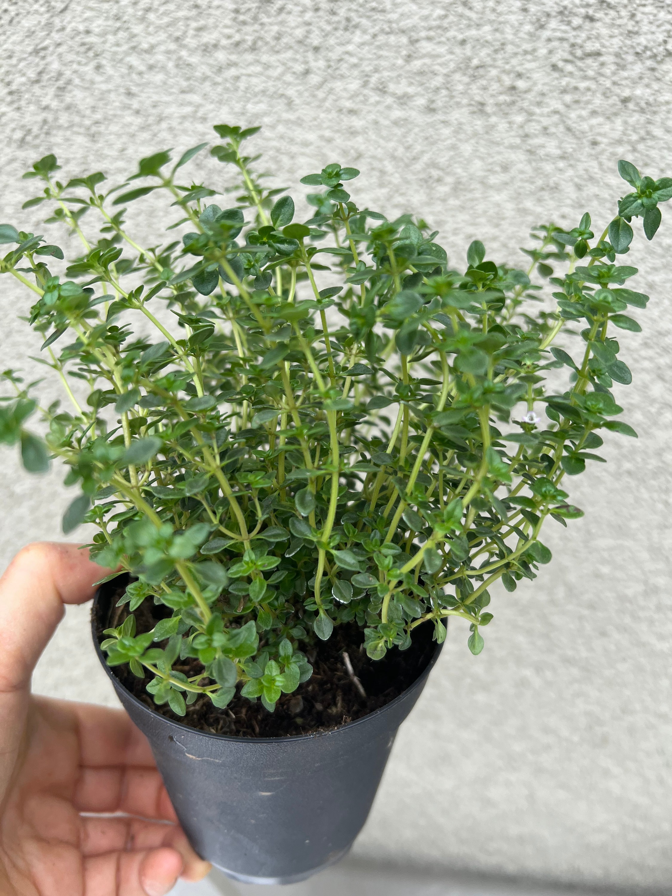 Lemon Thyme Plant
