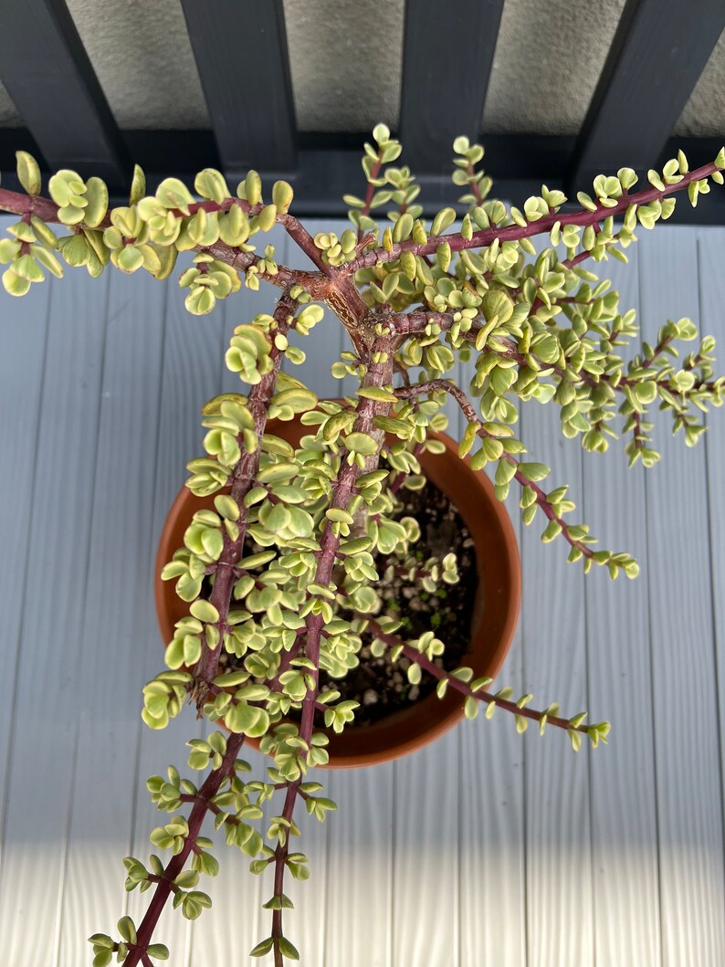 Large Rainbow Elephant Bush Plant - Etsy