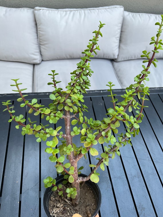 Large Elephant Bush/ Dwarf Jade Plant - Etsy