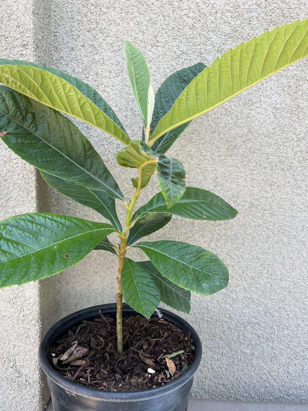 14” Tall Loquat Fruit Tree/ Eriobotrya Japonica - Etsy